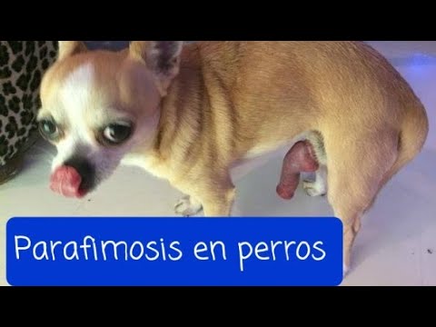 ¿A MI PERRITO SE LE QUEDO SU COSITA DE FUERA, QUE HAGO?