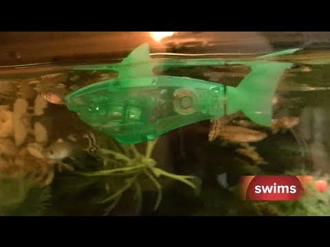 Hexbug Robotic Fish toy - YouTube