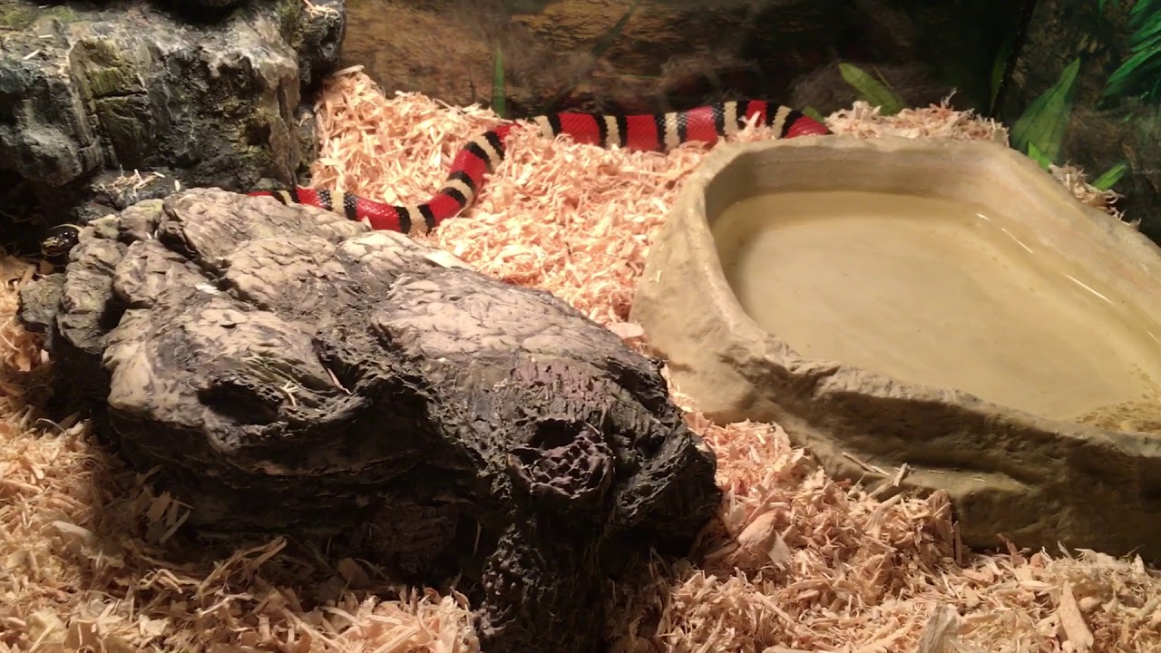 Ruthven's Kingsnake Enclosure - YouTube