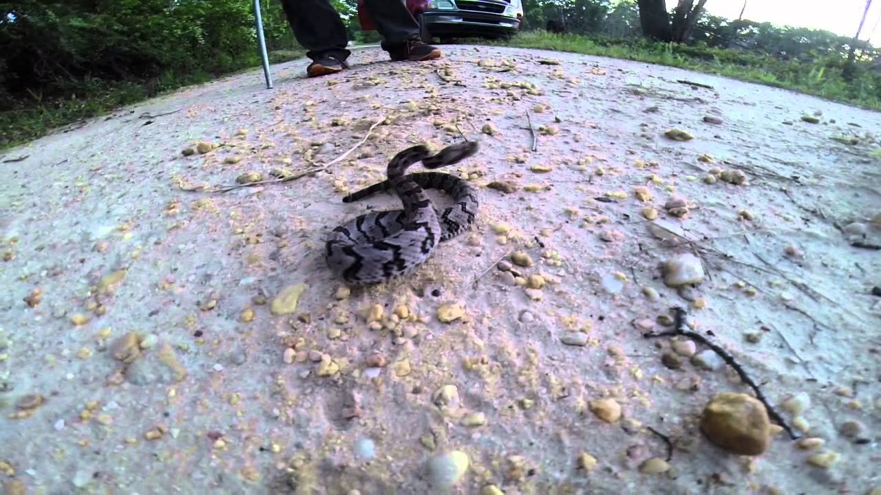 Society Hill Alabama Timber Rattler - YouTube