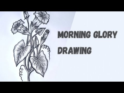 How to Draw Morning Glory Flower Easily|| Morning Glory Flower Drawing ...
