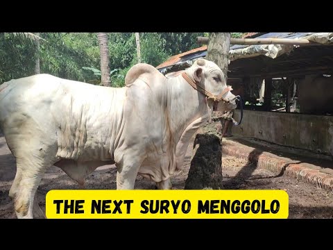 Calon2 Monster Penerus Suryo Menggolo Sang Juara Kontes |Sapi PO ...