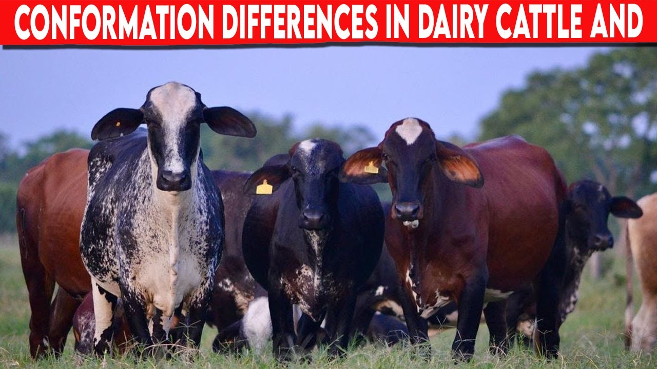 ⭕ CONFORMATION DIFFERENCES IN DAIRY CATTLE, AND BEEF CATTLE FOR ...