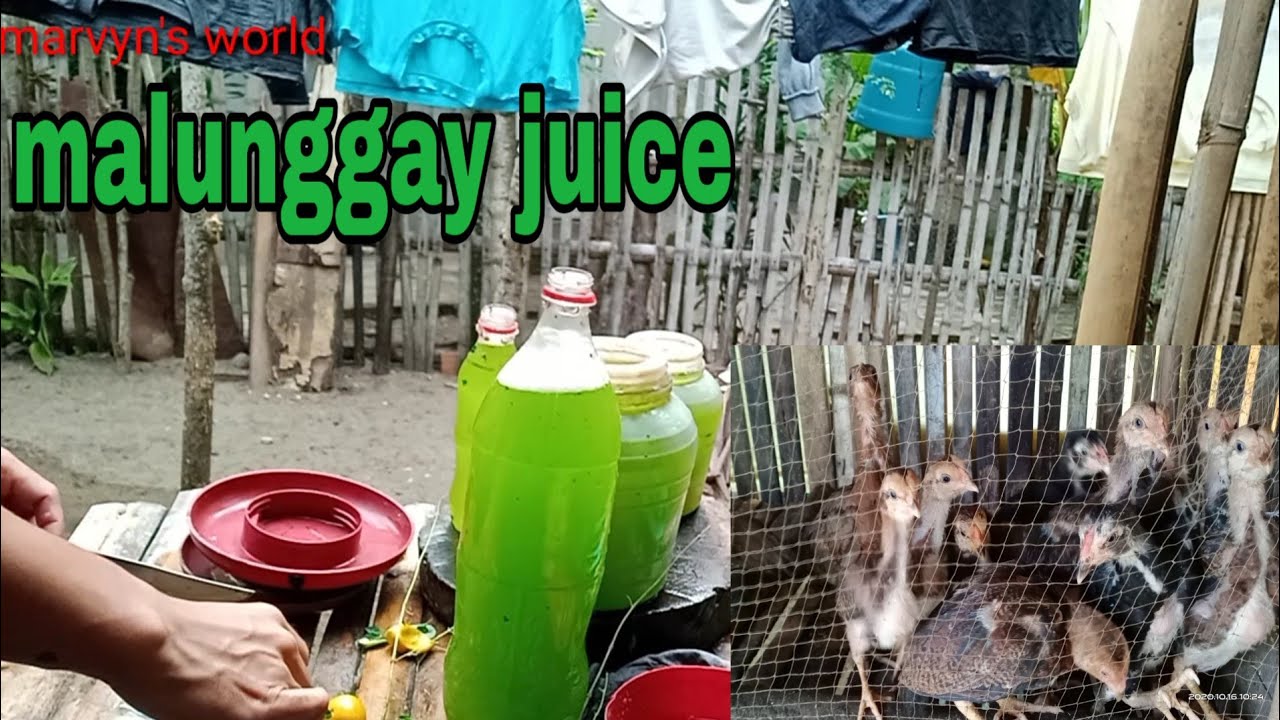 Paggawa ng Malunggay juice para sa mga manok - YouTube