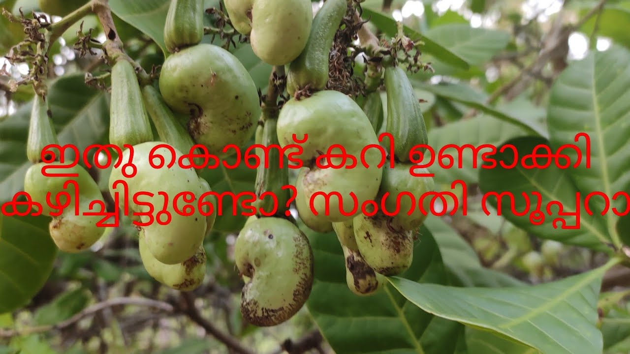 വറുത്തരച്ച പച്ച കശുവണ്ടി കറി | Traditional Style Raw Cashew Nuts Curry ...