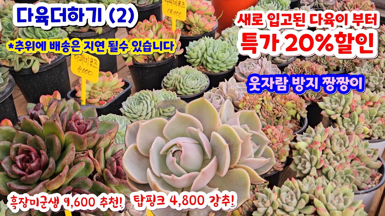 다육더하기2 예쁜 군생 가격착하게 대품 라피네로즈 핑크플로라 철화 짱 멋지네요 다육이화분 웃자람방지 짱짱이 Youtube