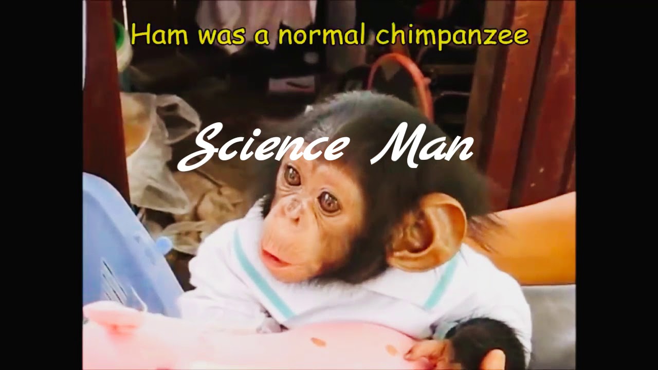What Happened to Ham in Space? *Sad Story of Ham* - YouTube