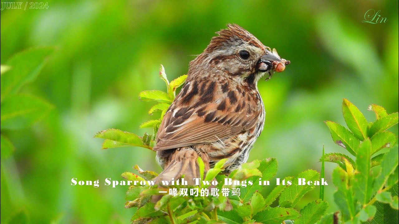 Song Sparrow with Two Bugs in Its Beak - YouTube