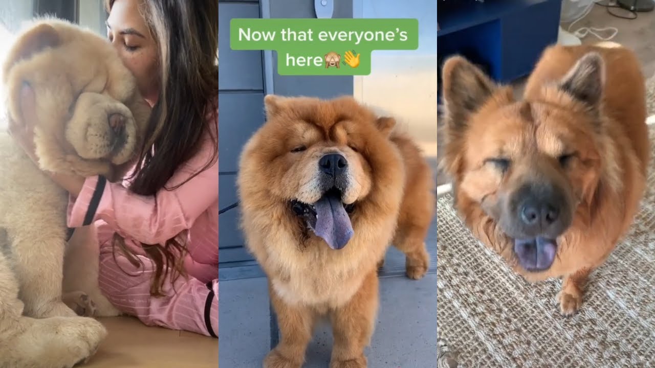 Fluffy Chow Chows of TikTok - Cute and Funny Dog Compilation - YouTube