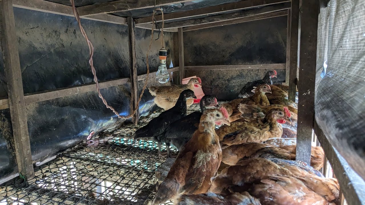 Rainbow Rooster one month. Chicken Farming - YouTube