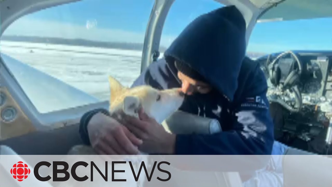 Volunteer pilots fly injured, stray dogs for treatment - YouTube