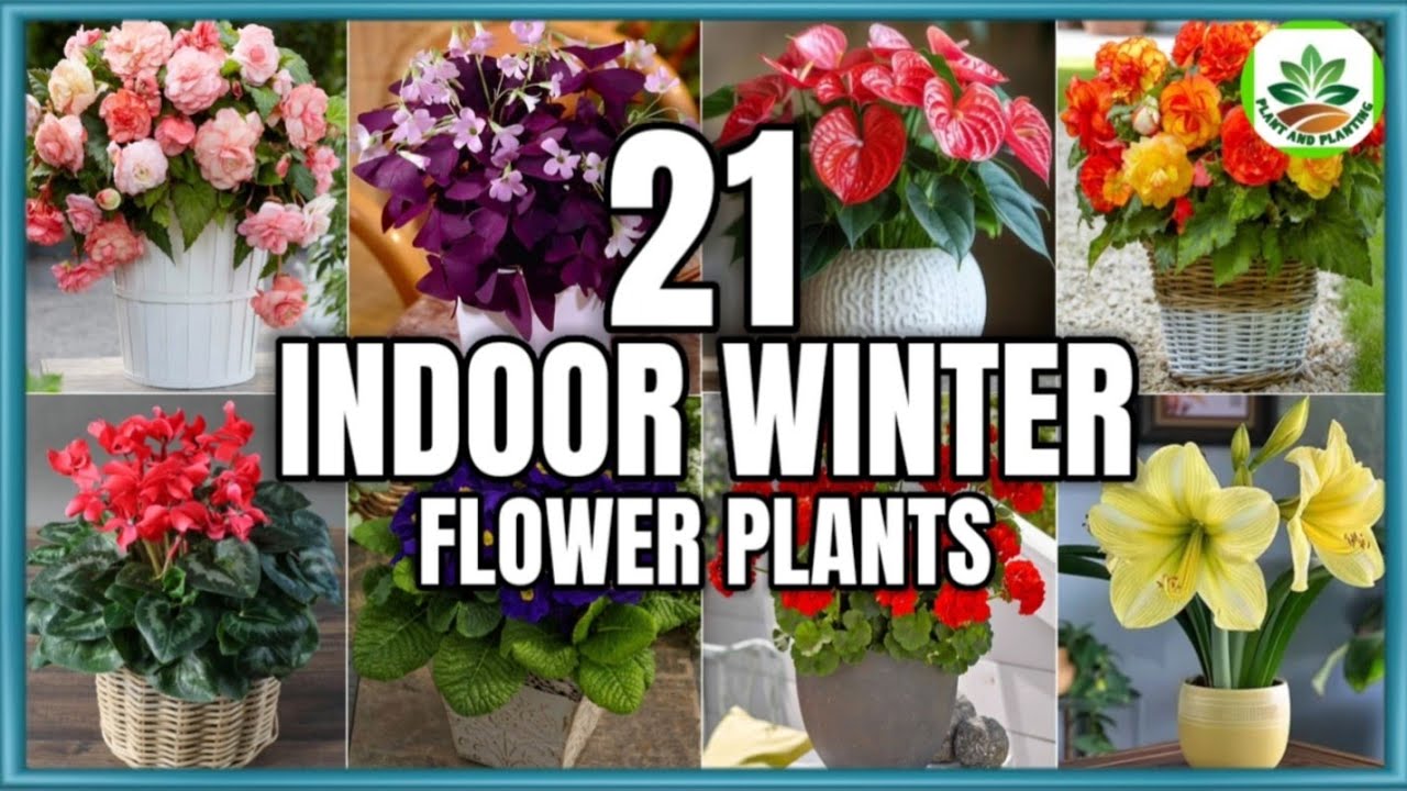 21 Best Indoor Winter Flower Plants to grow | Winter Flower Plants ...