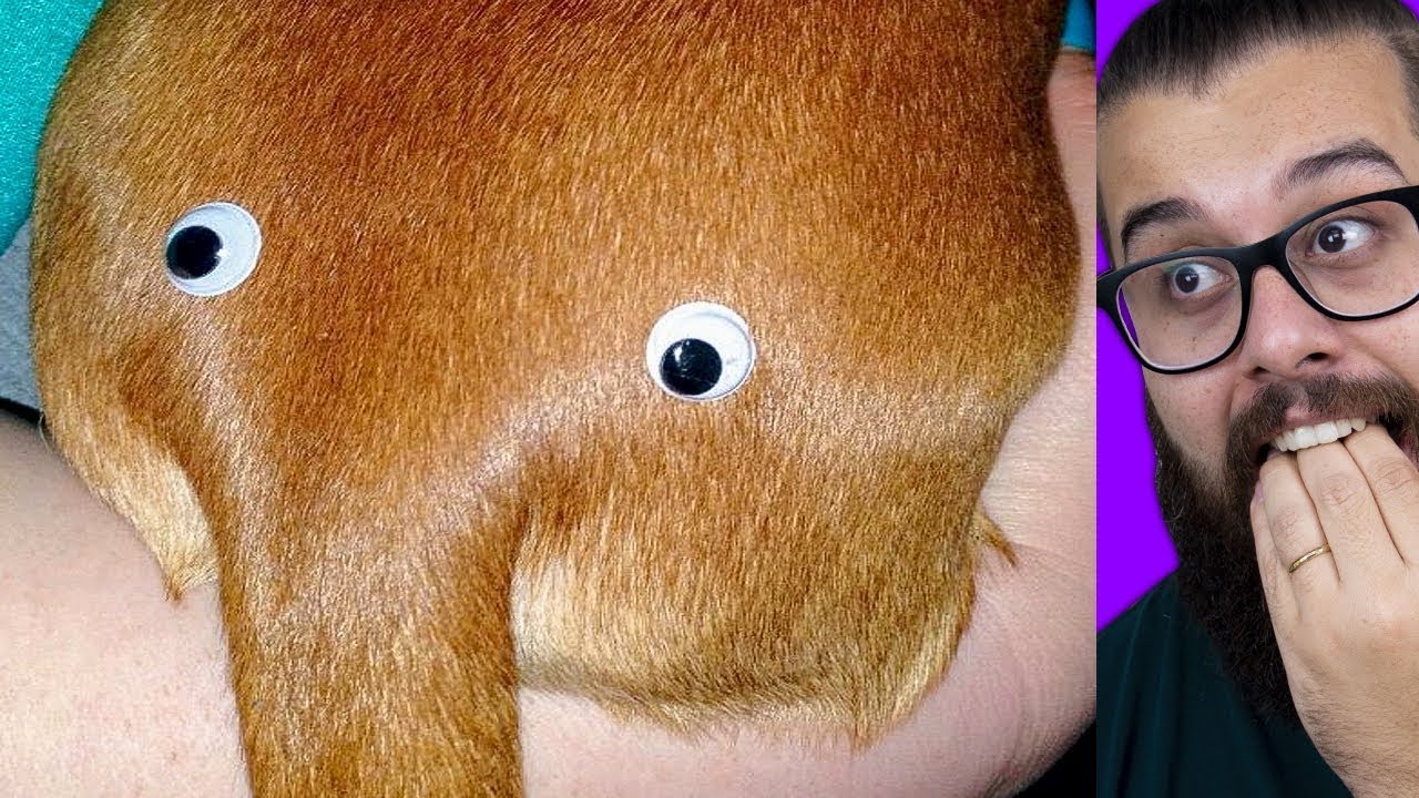 As fotos mais ENGRAÇADAS que você já viu - YouTube