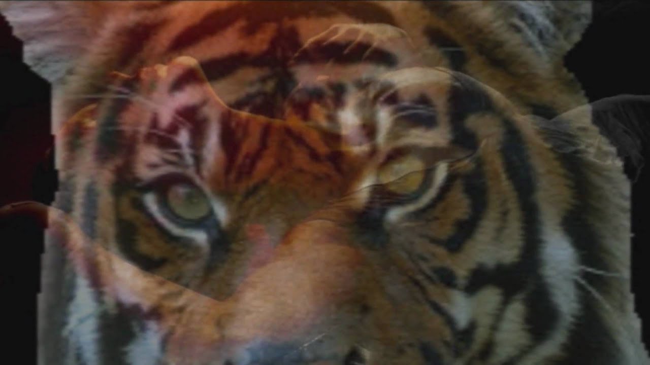 TIGER IN THE NIGHT - YouTube