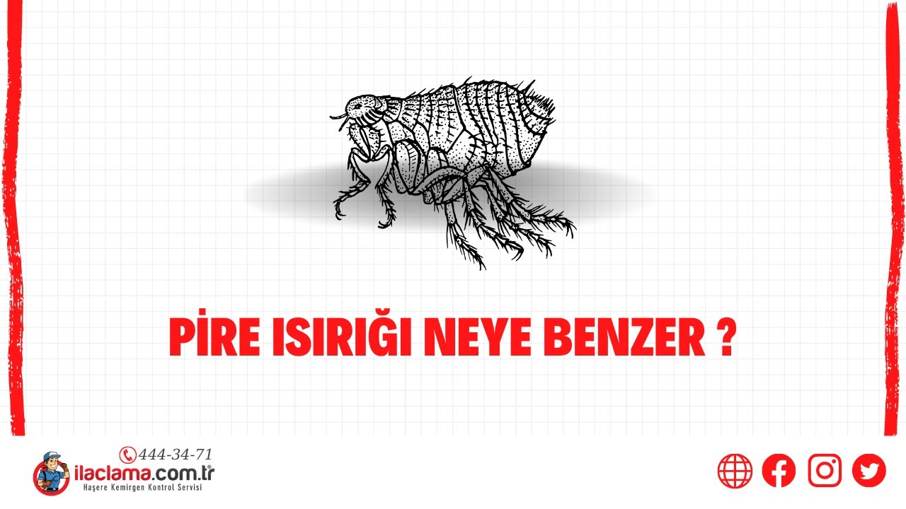 Pire ısırığı neye benzer ? | ilaclama.com.tr - YouTube