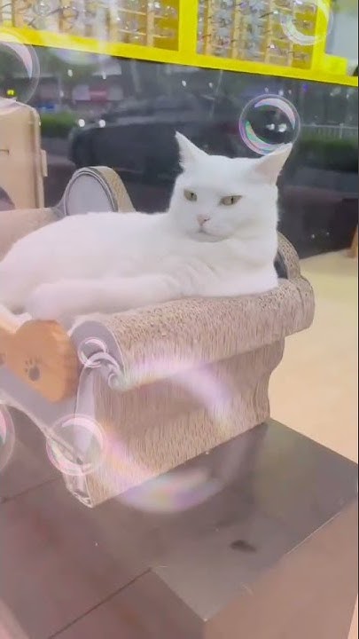 Я белая и пушистая 🤗 🐱🌍🇺🇦 Youtube