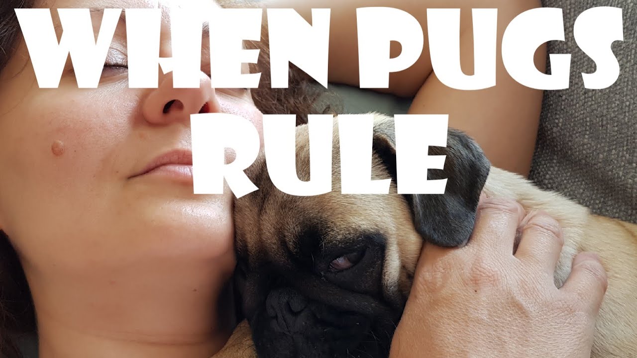 PUG VLOG - Pug rules (mopsi VLOG) - YouTube