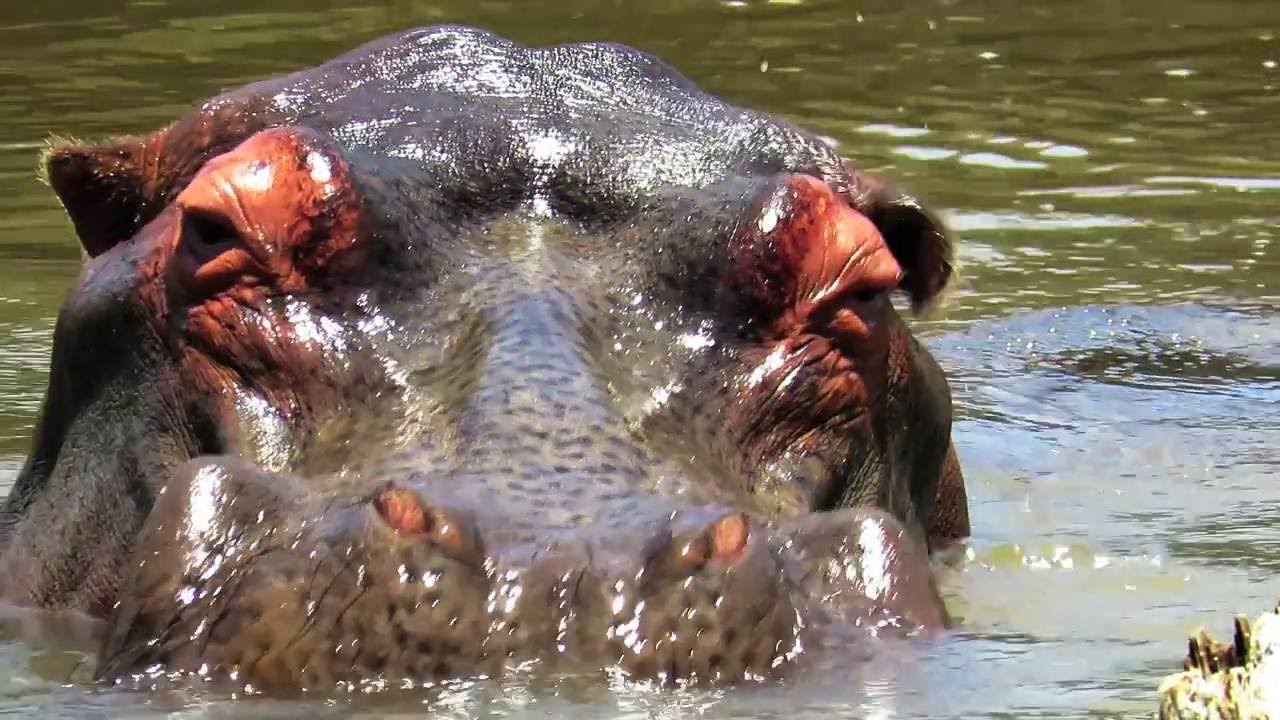 Happy Hippo Ear Shake - YouTube