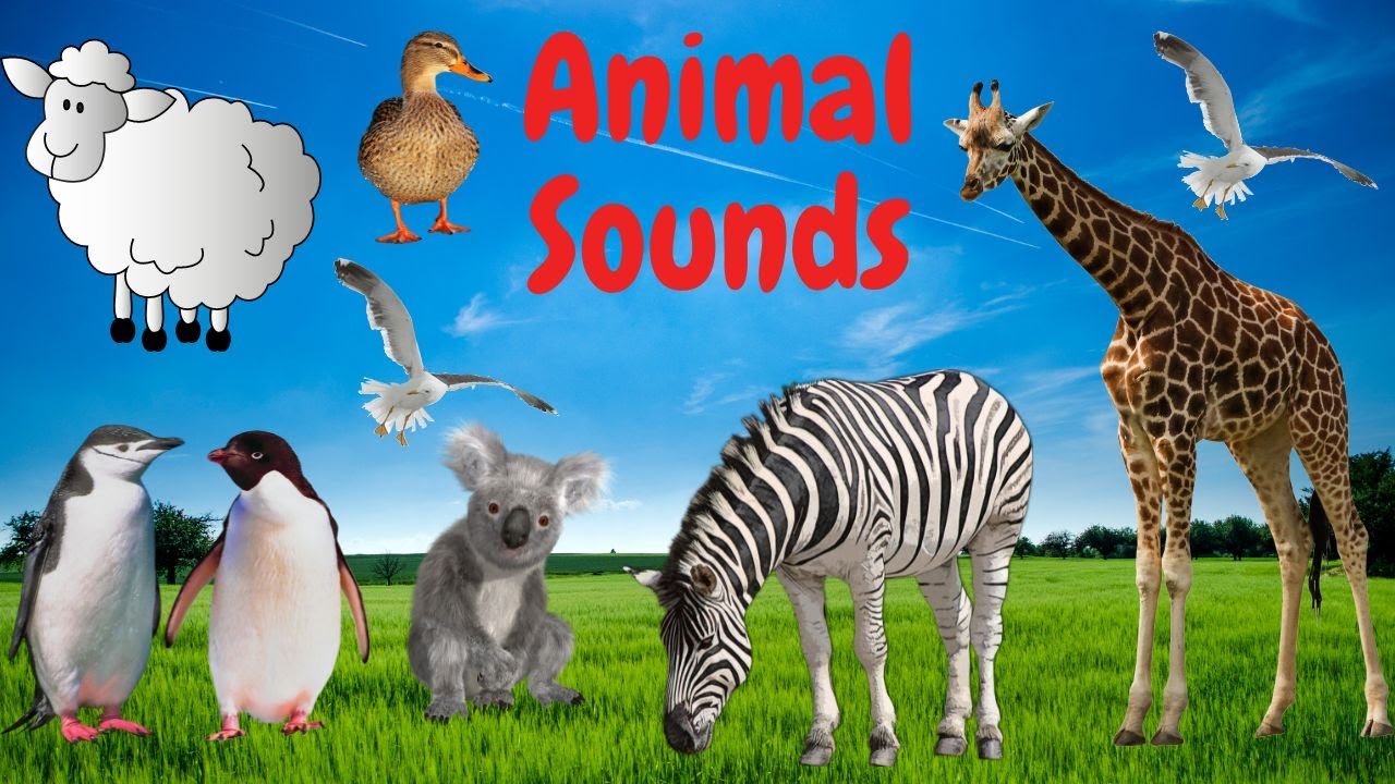 Wild Animal Sounds Around Us : giraffe, hippopotamus, kangaroo, bears ...