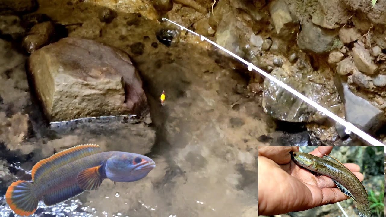 Mancing Ikan Gabus Hias Viral / Kotes || Habitat Ikan Channa Limbata Di ...
