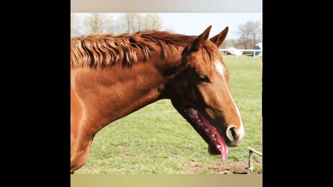 Cursed Horse🐴 images! - YouTube