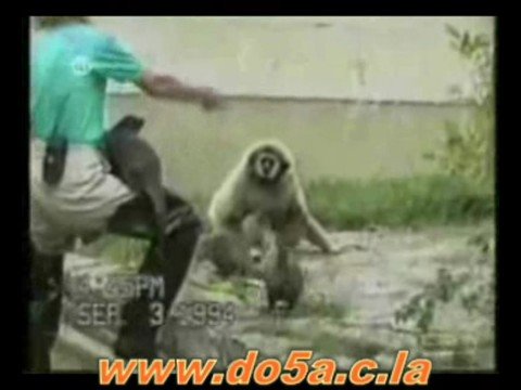 fokaha darija maroc - YouTube