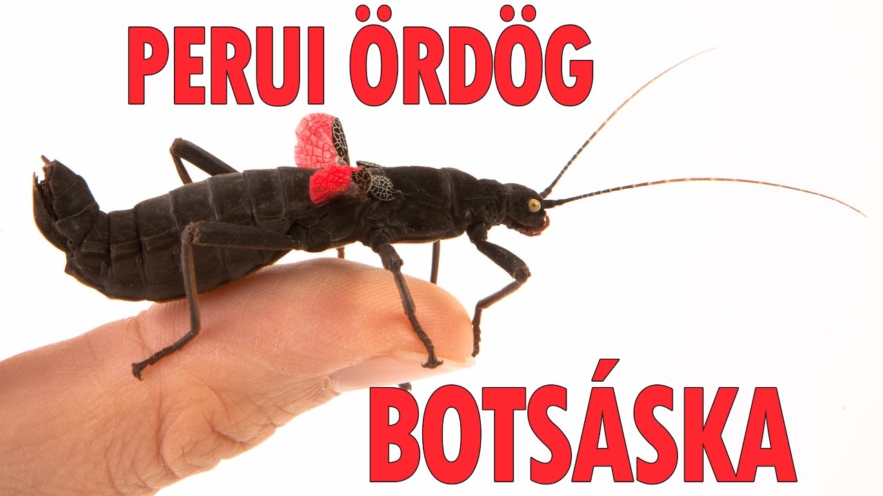 Perui ördög botsáska - www.allatozoo.hu (Peruphasma Schultei) - YouTube