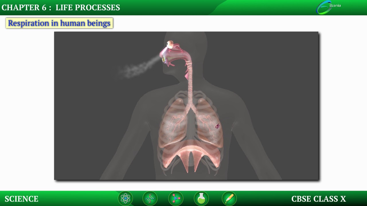 Life Process-Respiration in Human Beings - YouTube