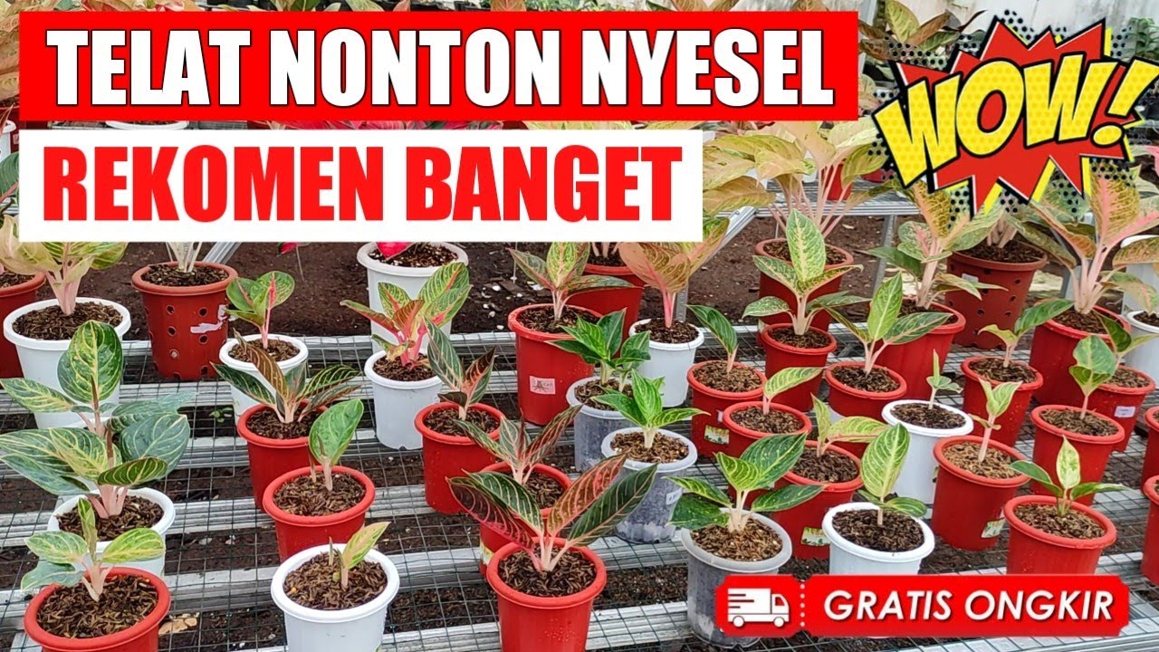 TELAT NONTON NYESEL!! AGLONEMA HARGA TERJANGKAU, REKOMEN BANGET ~ 99 ...