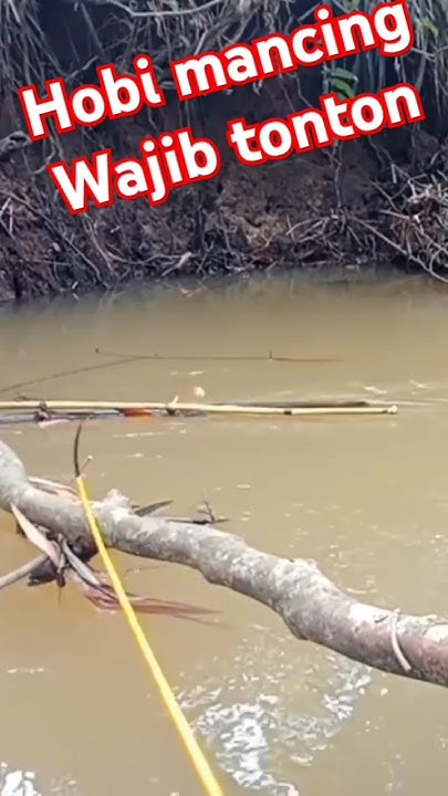 Yang hobi mancing wajib tonton#shortviral#videotrending#fyp - YouTube