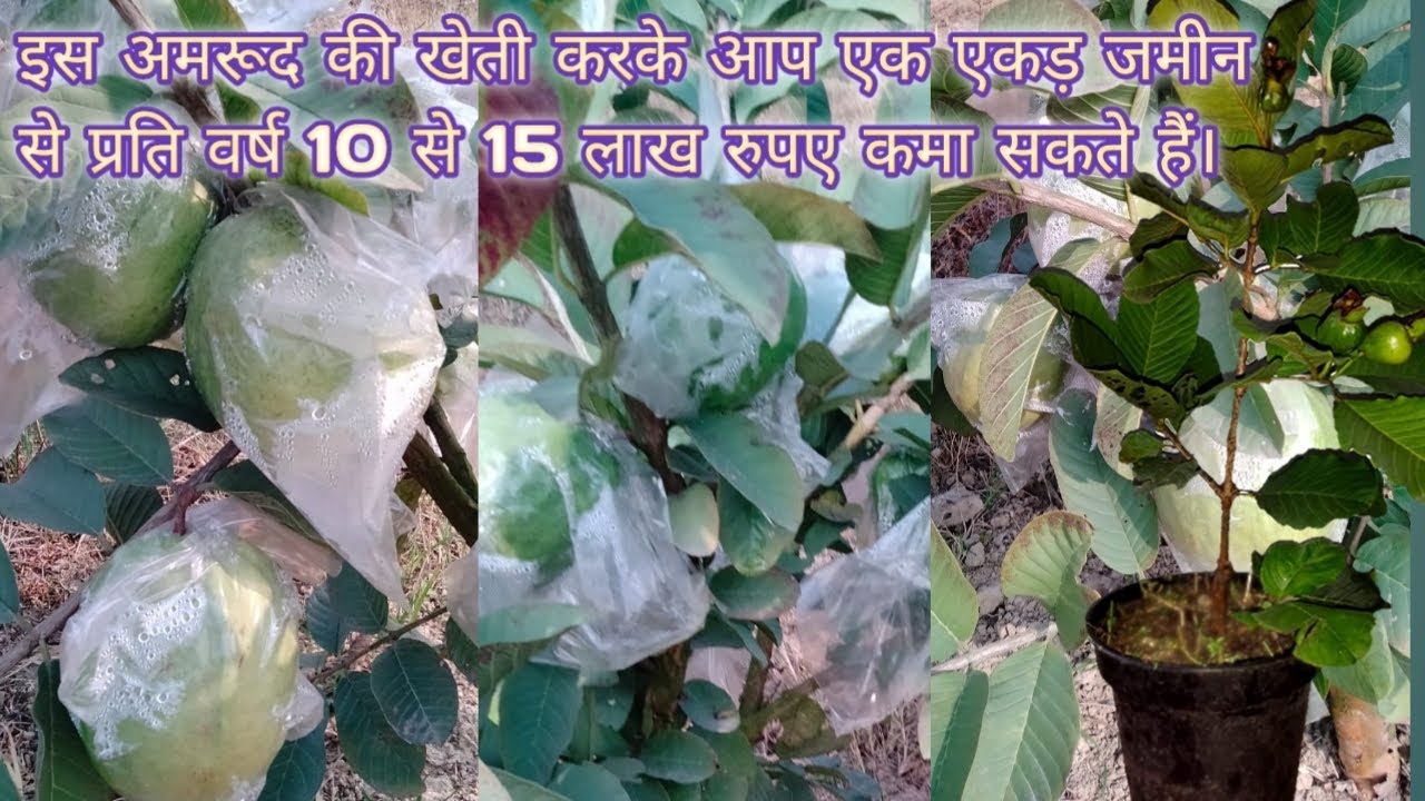 all sesen golden 8 amrud || high density guava farming in india |best ...