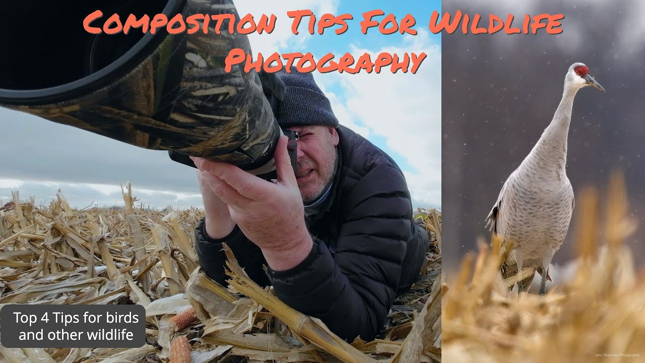 Mastering Wildlife Photography: Composition Tips & Techniques - YouTube