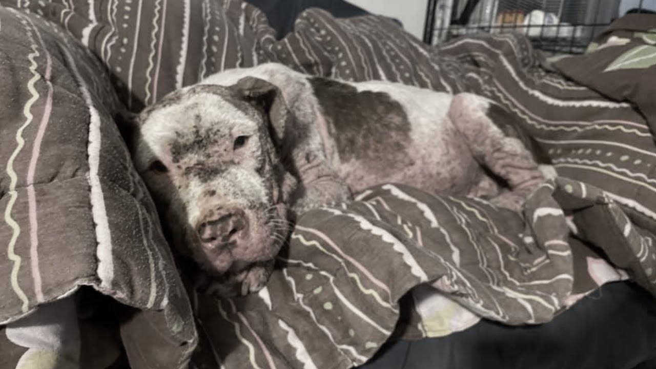 Poor dog was abandoned in a bad area, and found in horrible condition ...