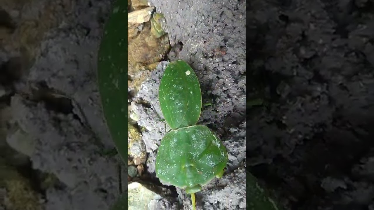 MANTIS COBRA - YouTube