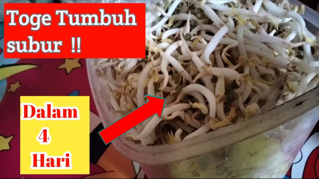 Bikin Tanaman Toge menjadi subur !! - YouTube