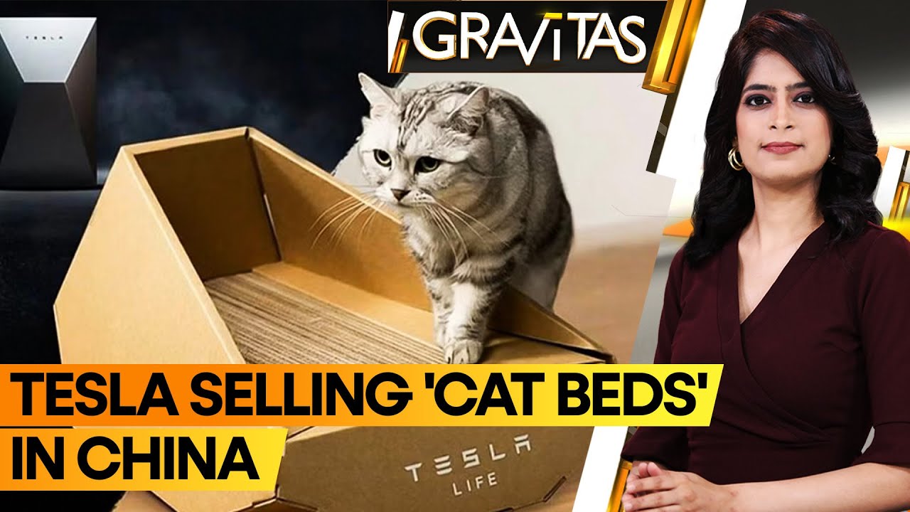 Gravitas: Tesla is selling Cybertruck-themed cat beds in China - YouTube