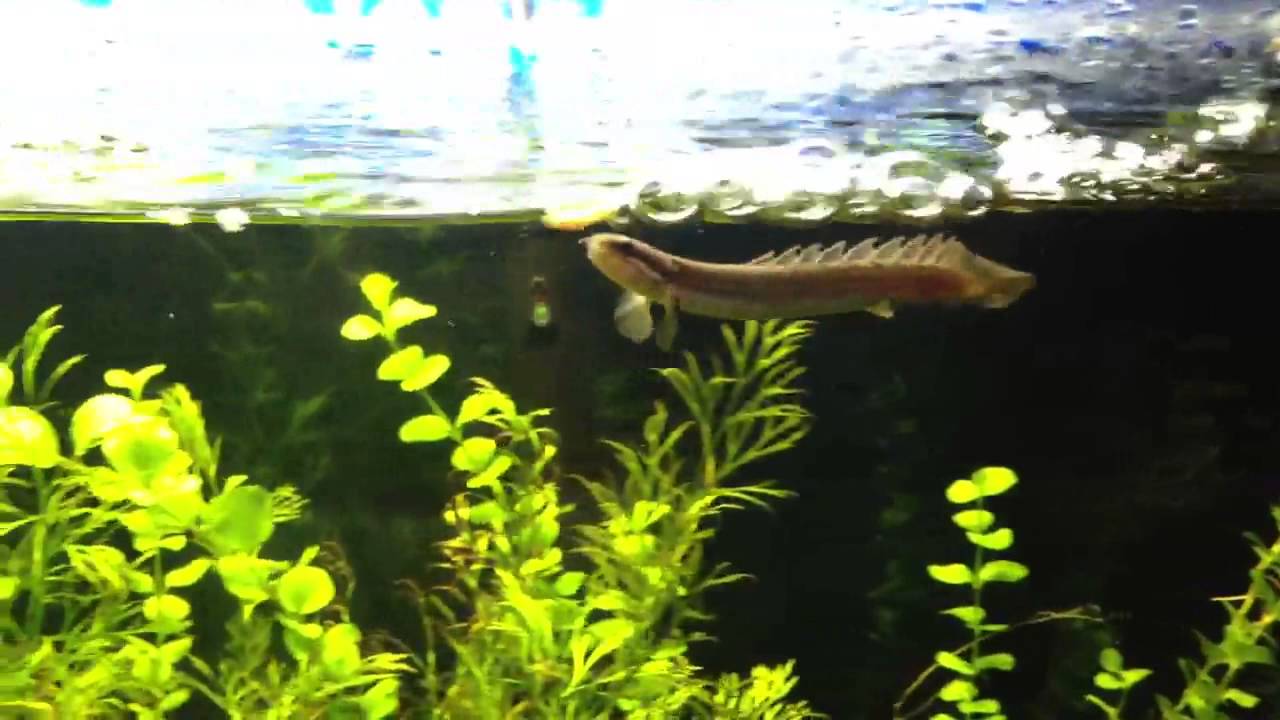 Baby Bichir Feeding - YouTube