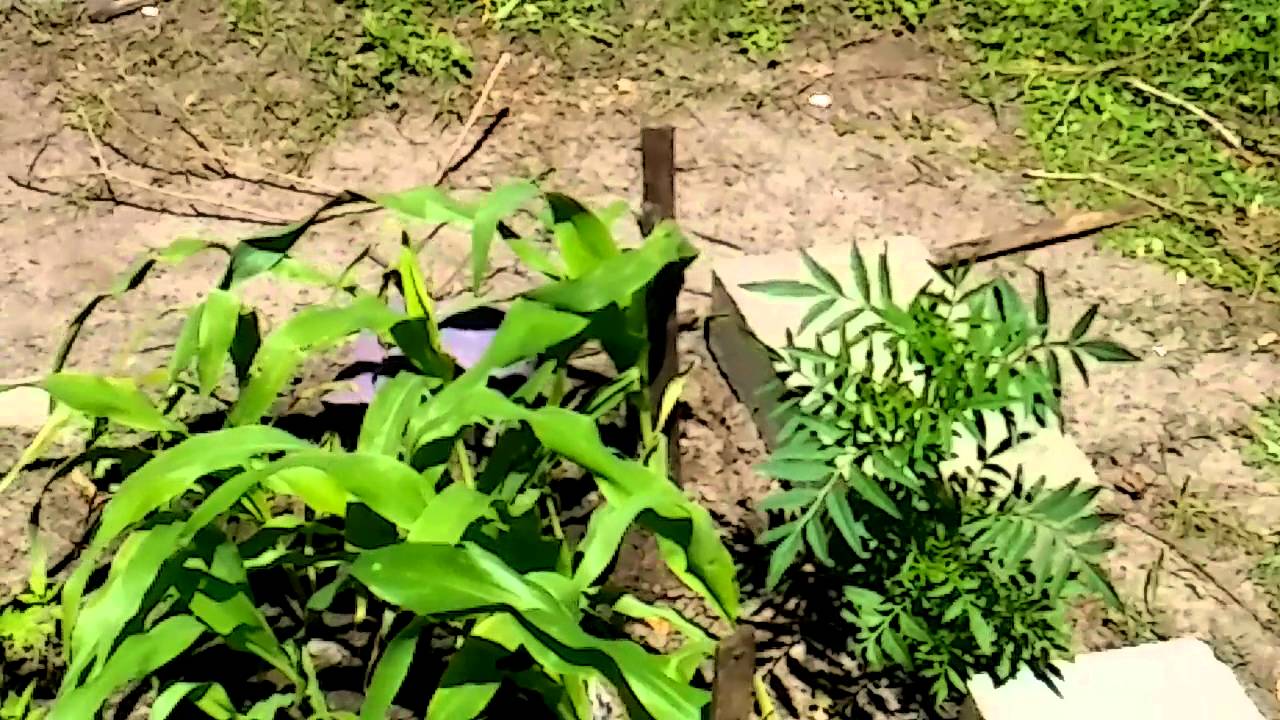 Tomatoes Plants/ Compost Tea - YouTube
