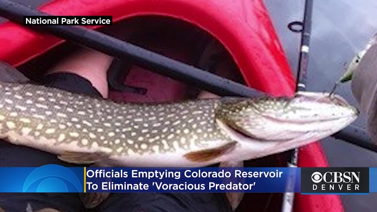 Officials Emptying Colorado Reservoir To Eliminate 'Voracious Predator ...