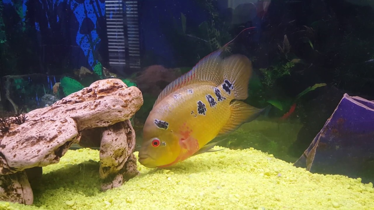 Trimac Cichlid Youtube