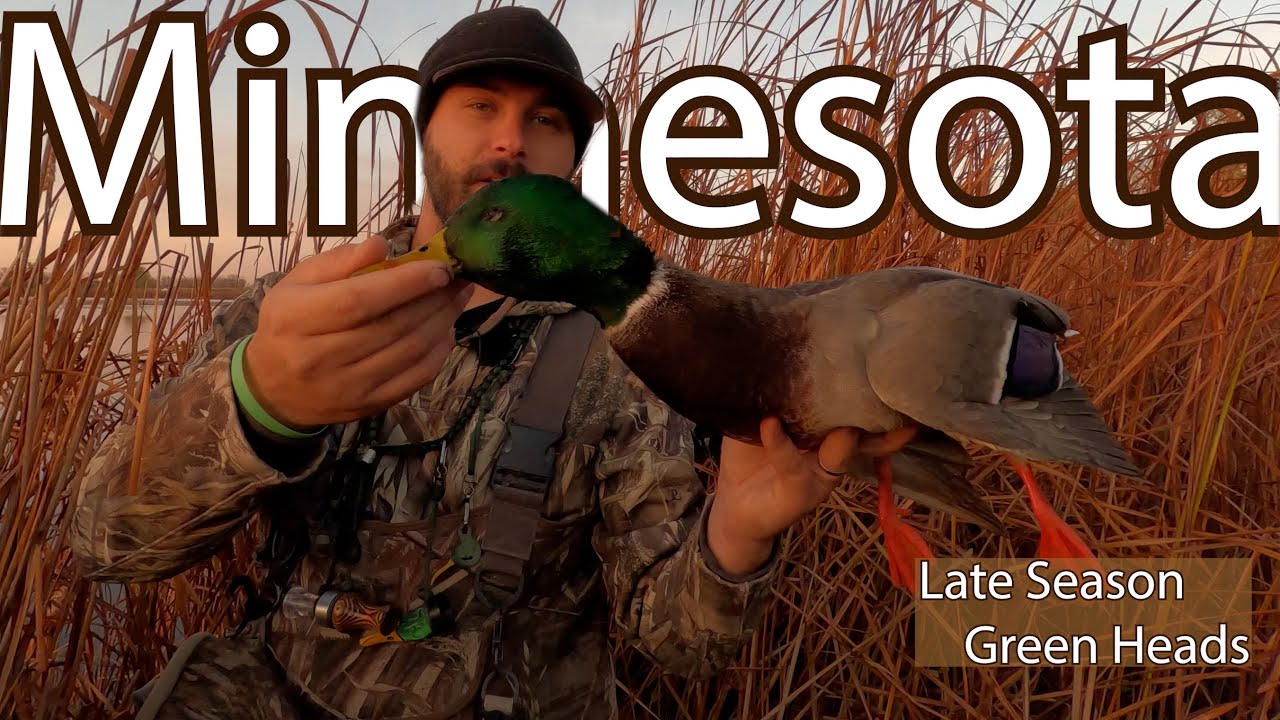 Retriever in Action: Late Season Duck Hunt - YouTube
