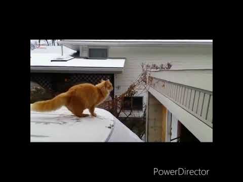 Funny Cat’s Jump Fail awkward Compilations - YouTube