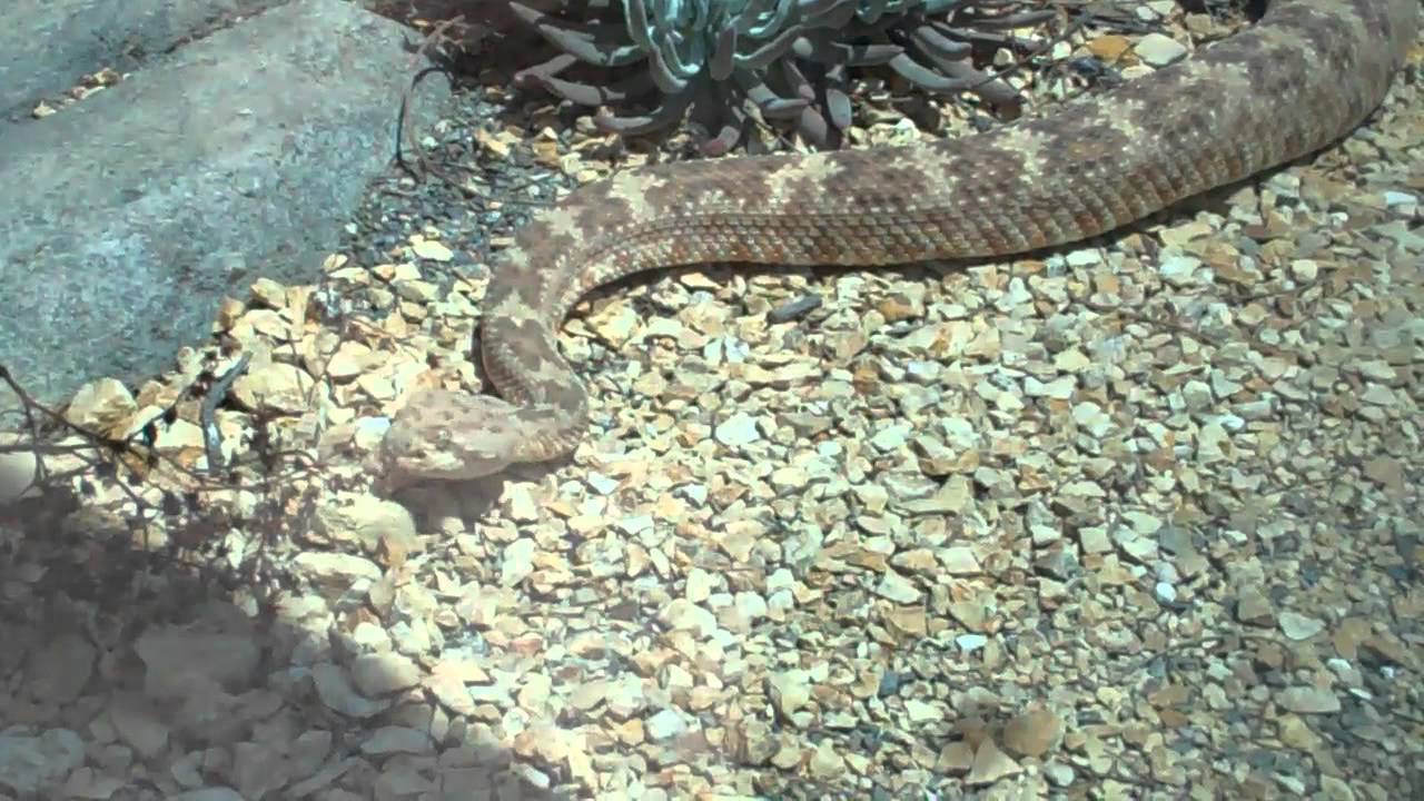 San Diego Zoo Rattlesnakes - YouTube