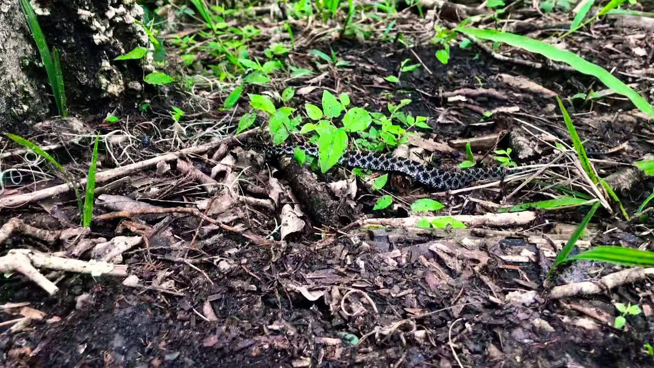 Small Pygmy rattle snake - YouTube