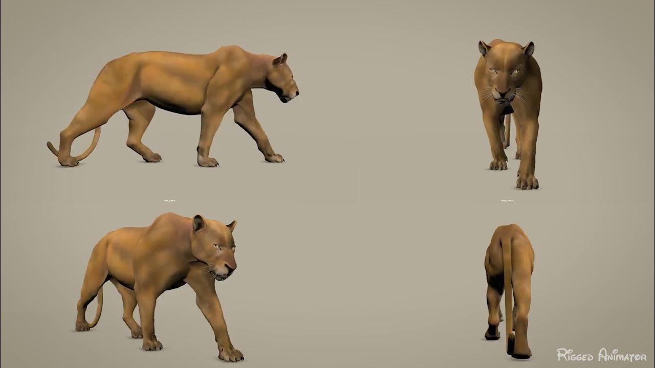 Realistic Lion Walk Cycle | 3d Animation | Saumya Kumar | @RiggedAnimator | #cgi #lion ...