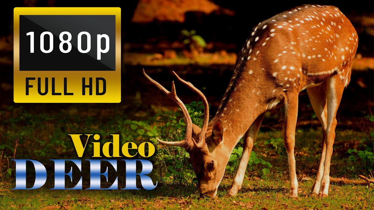 Deer videos for kids | deer videos for toddlers | deer video in forest ...