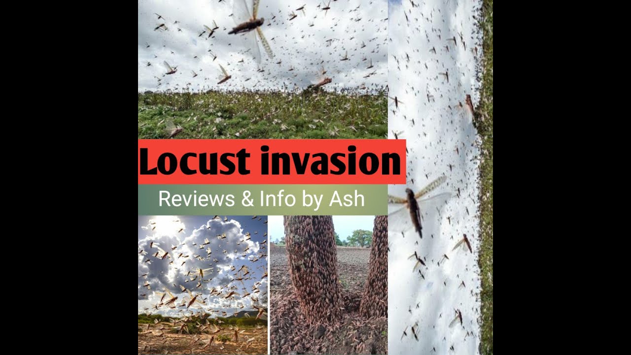 Locust invasion trending - YouTube