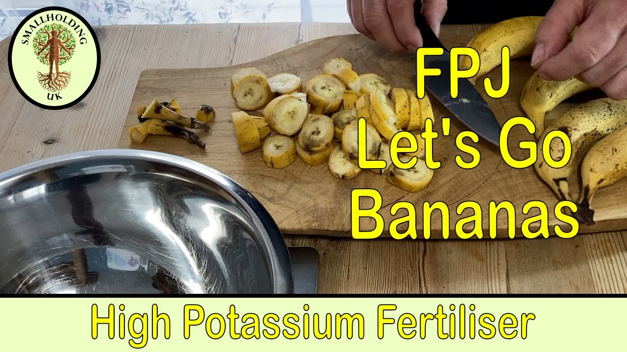 How to Make Banana FPJ Natural Potassium Fertilizer - YouTube