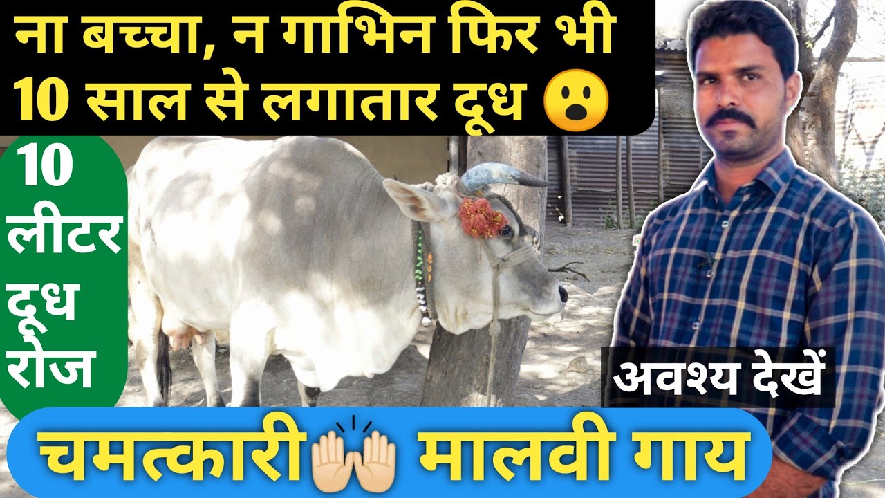 मालवी गाय का ऐसा चमत्कार नहीं देखा होगा ||Desi cow malvi cow by farmer ...
