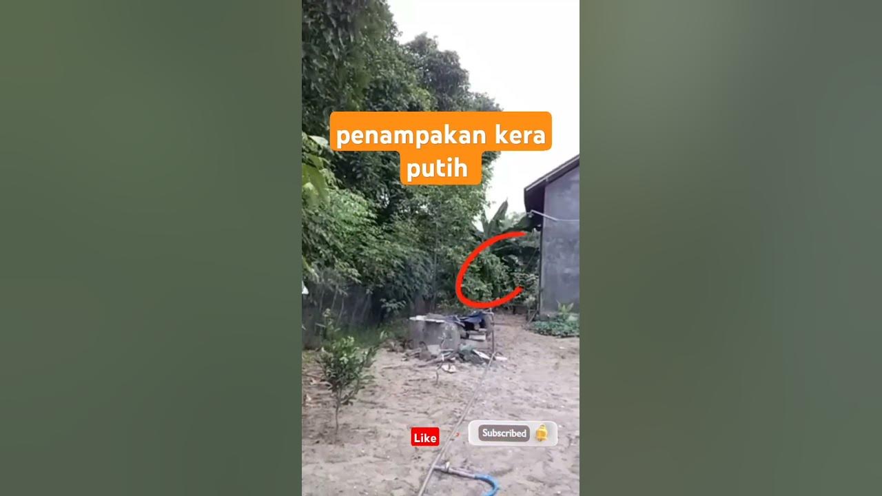 Kera sakti ikor panjang|perjalanan #shortvideo #tranding #viralvideo #videoviral #fyp - YouTube